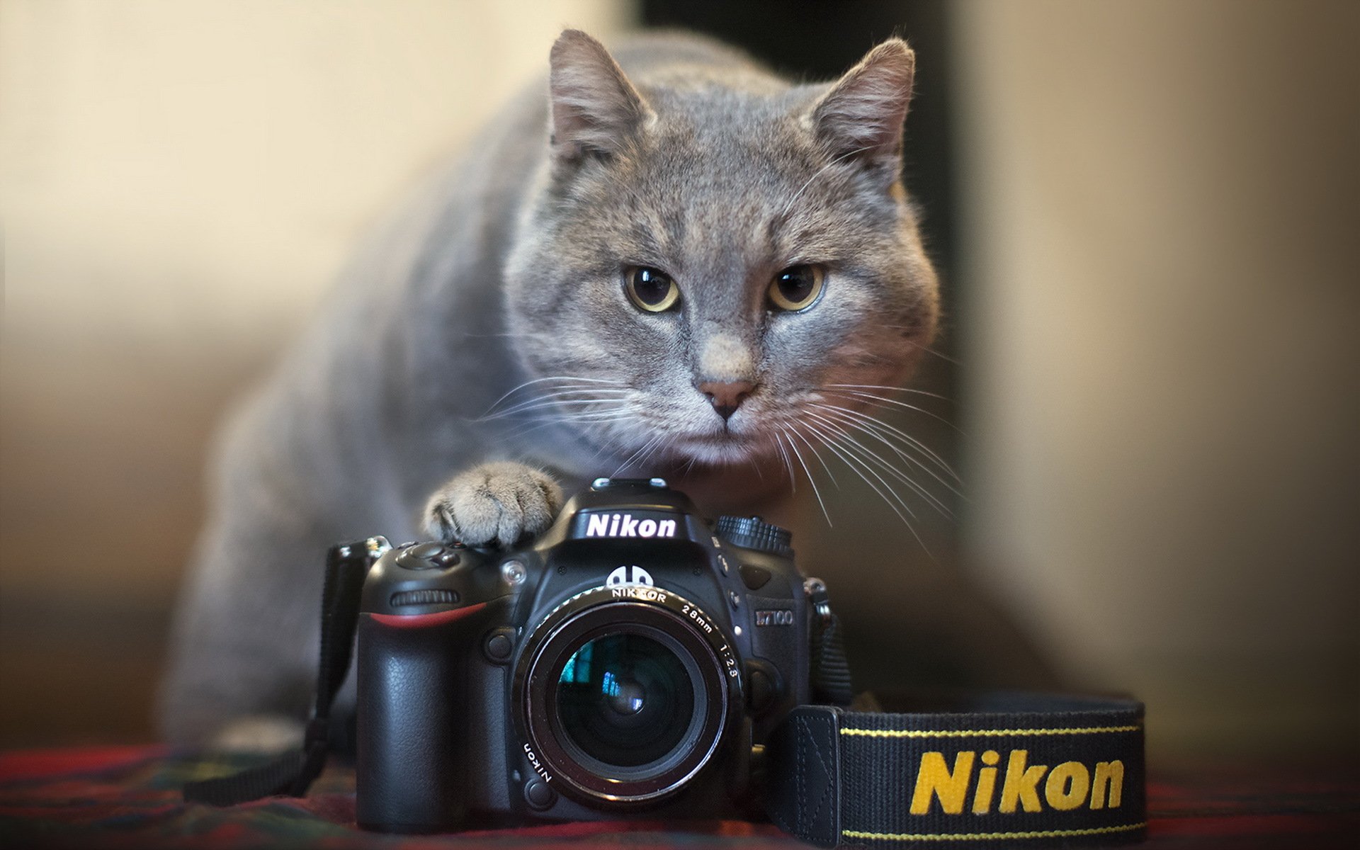 HD wallpaper the camera nikon cat
