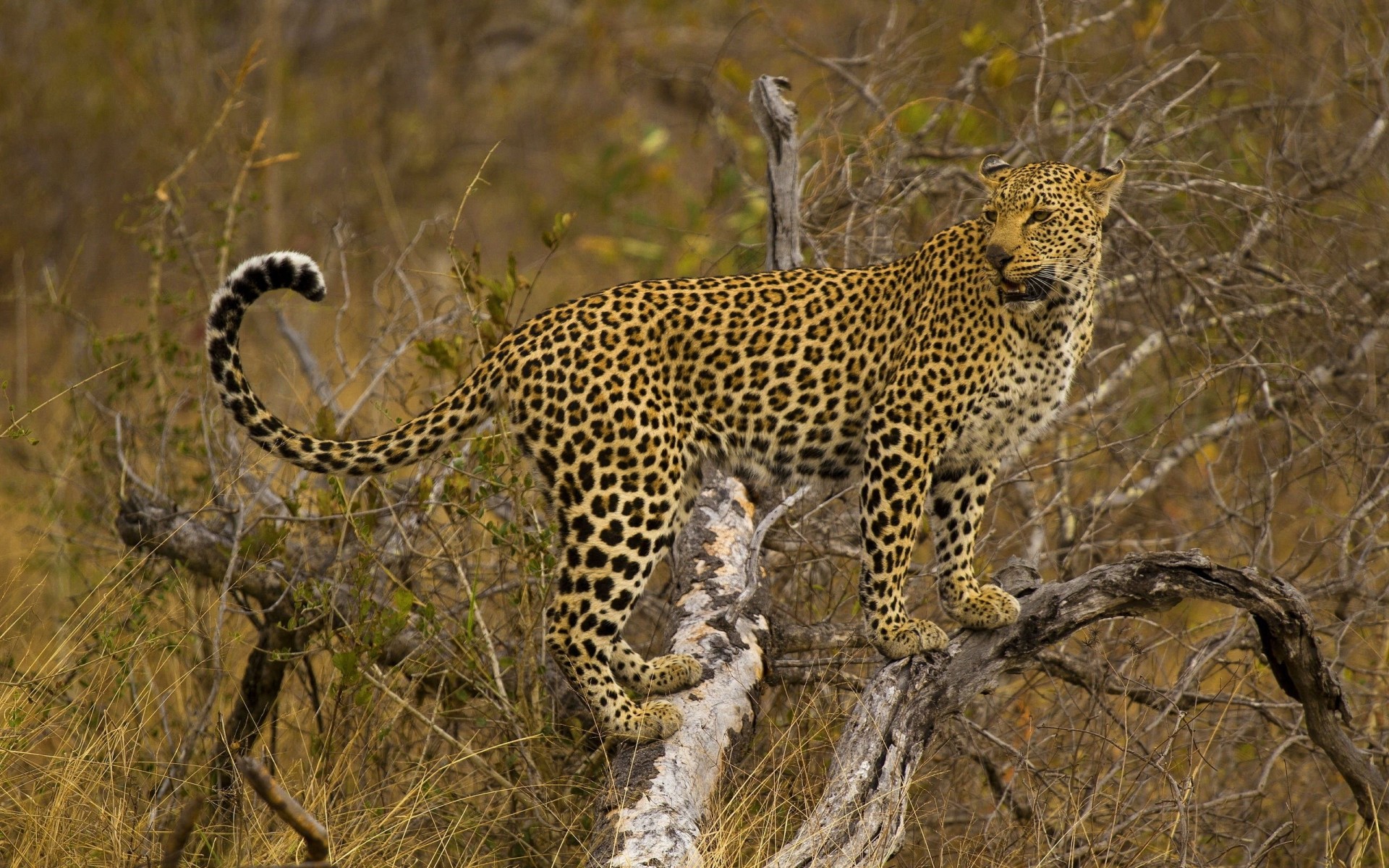 HD wallpaper africa safari savannah leopard photo