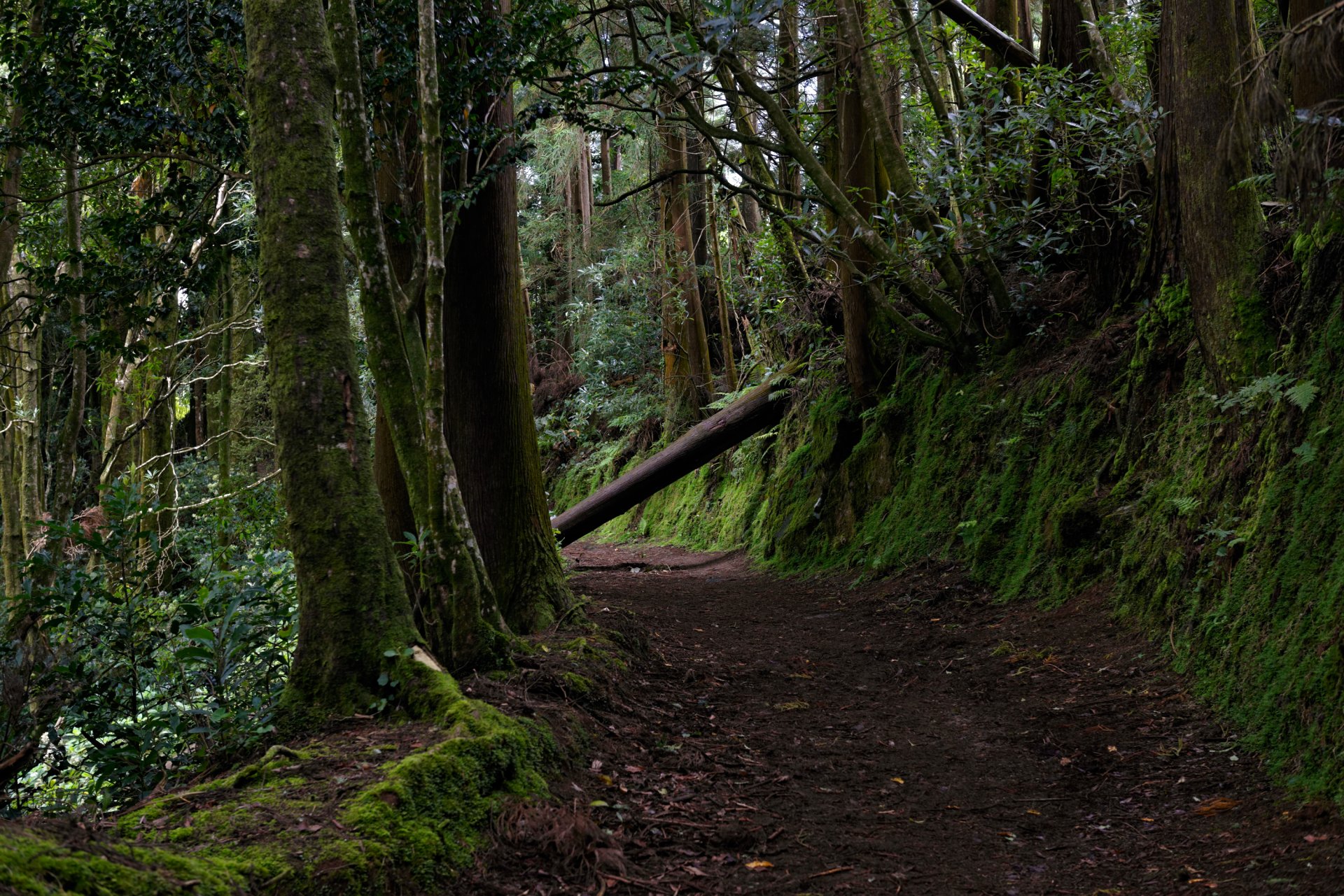 HD wallpaper portugal azores forest tree green moss path