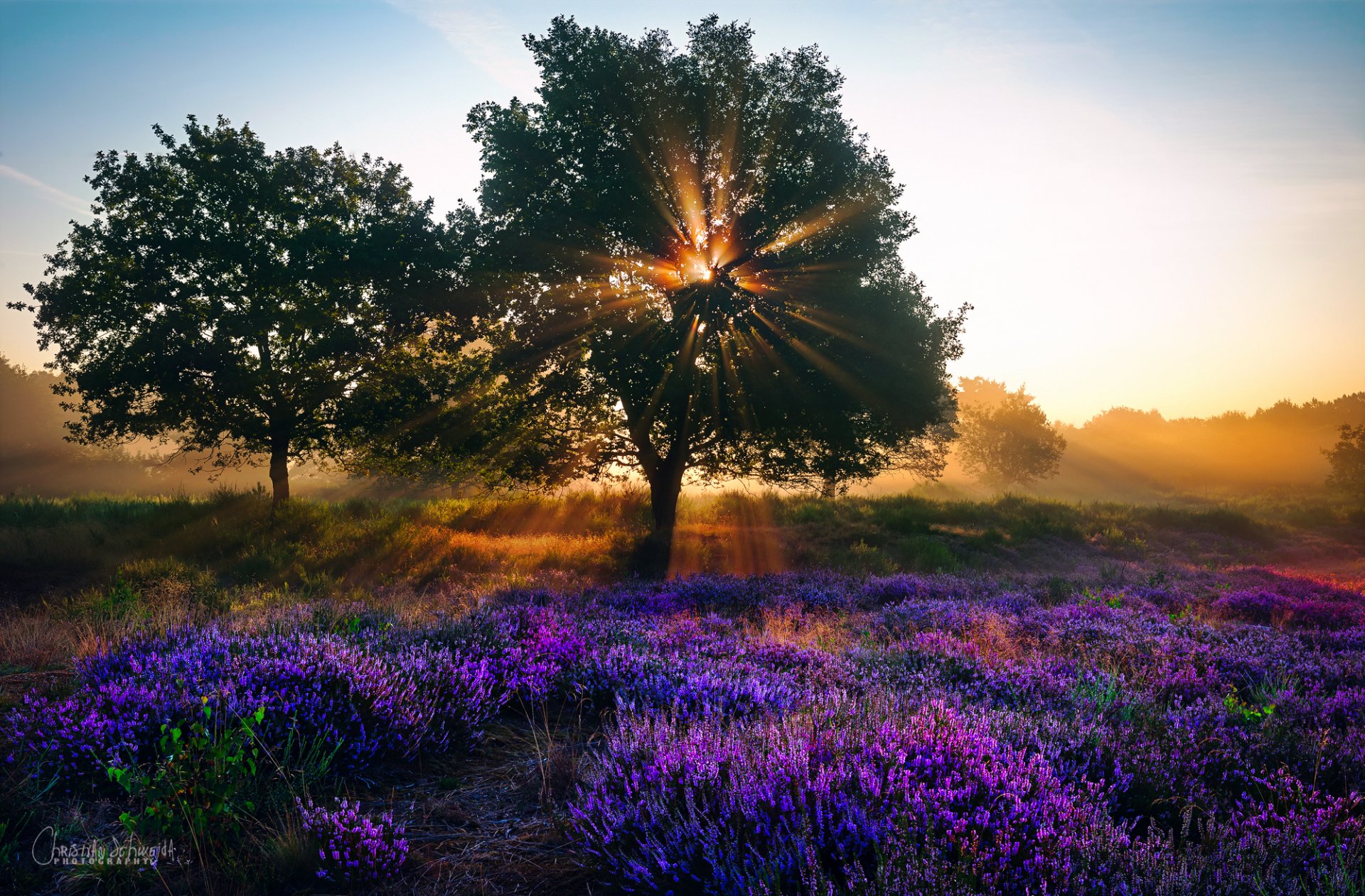 HD wallpaper nature summer august tree light sun rays lavender flower