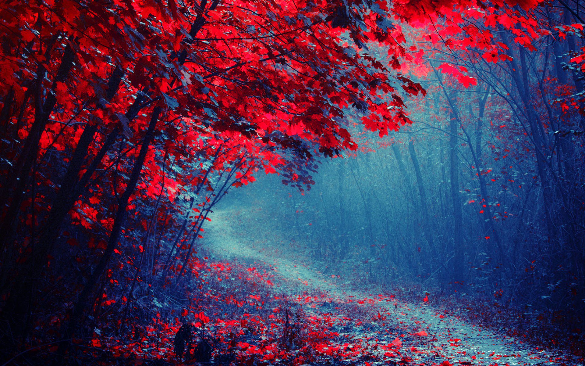 Free Wallpapers forest road tree autumn purple fog park path