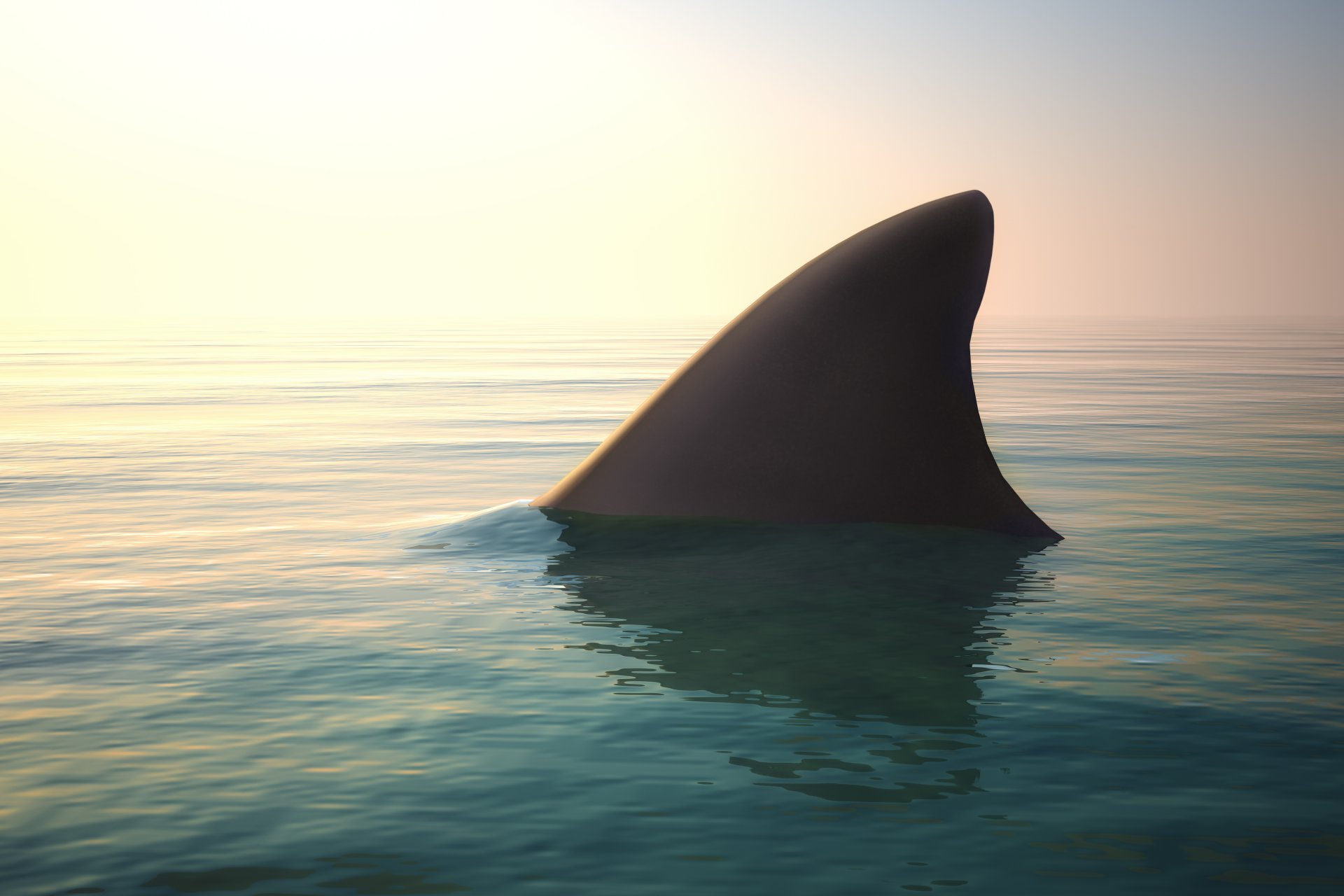 HD wallpaper shark fin ocean water