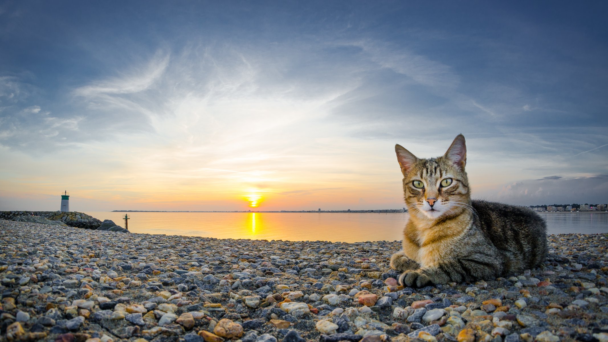 HD wallpaper cat landscape sky stones water sun sunset nature
