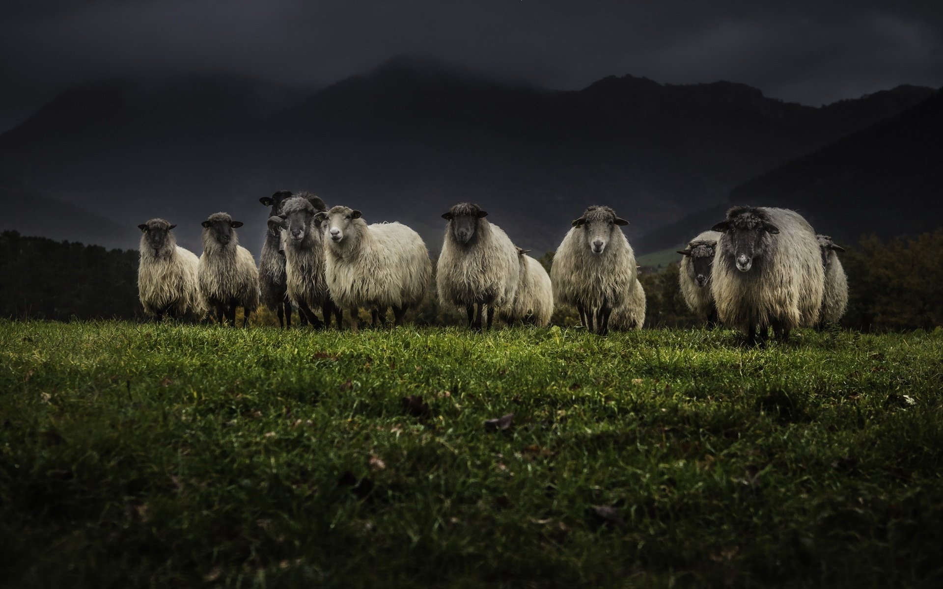 HD wallpaper sheep night nature